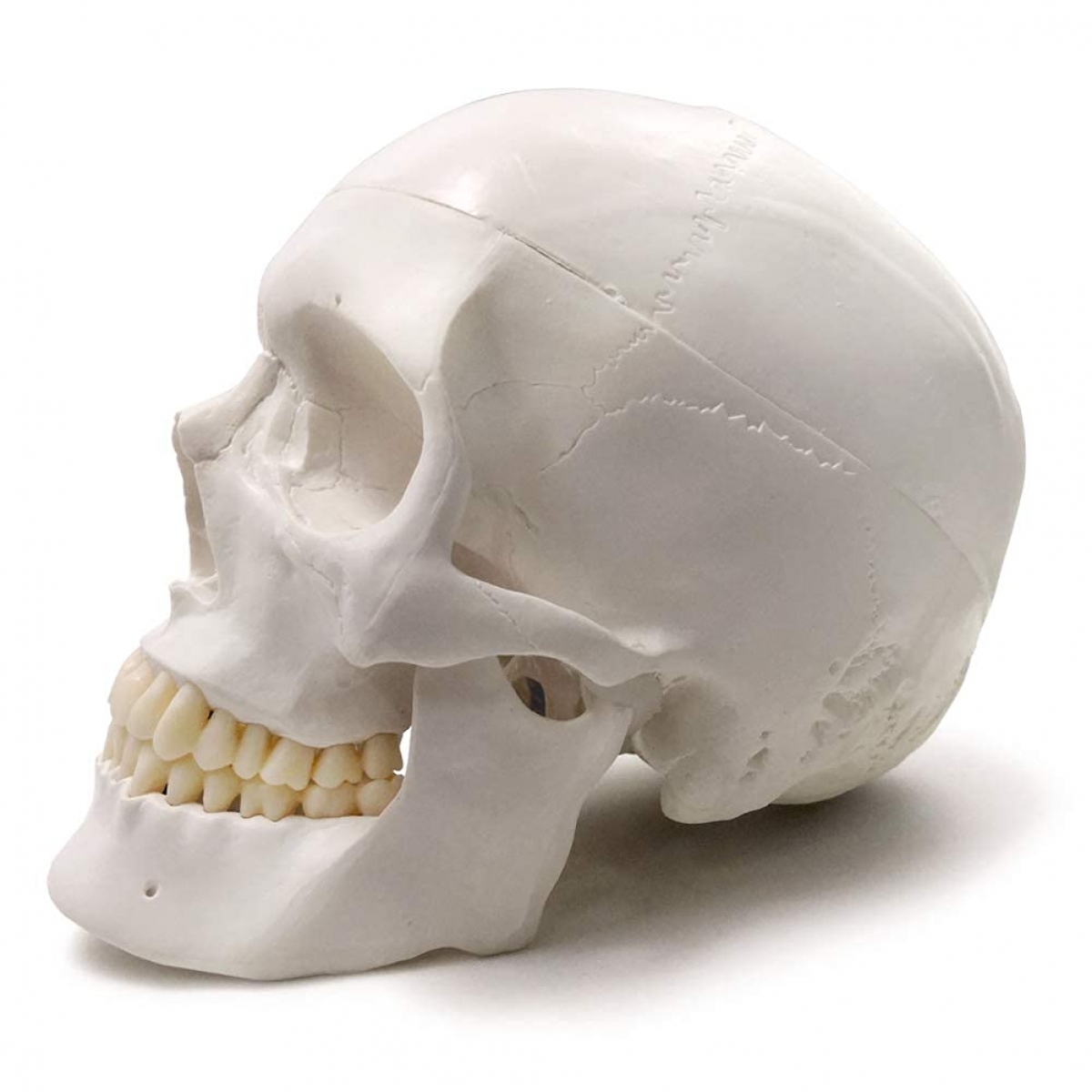 Human Skull Model For Medical Students And Professionals - Anatomy Shop